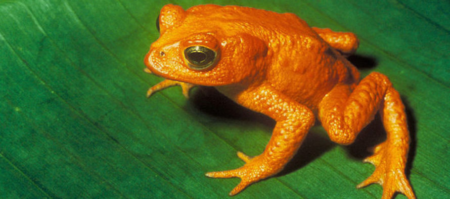 Rana considerada extinta se redescubre en Ecuador | México Ambiental