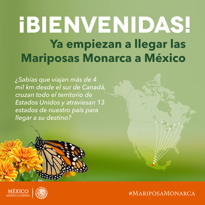 Comienzan a llegar las mariposas monarca a México – México Ambiental