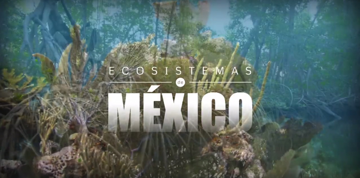 Manglares en México – México Ambiental