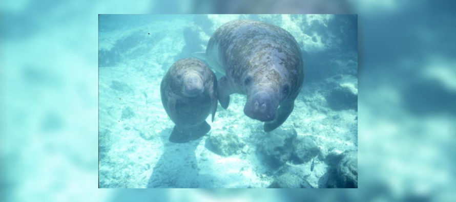 Programa de Acción para la Conservación de la Especie: Manatí ...