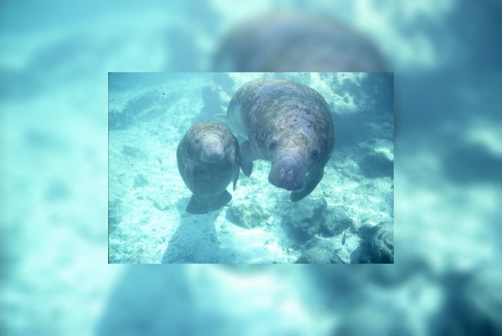 Programa de Acción para la Conservación de la Especie: Manatí ...