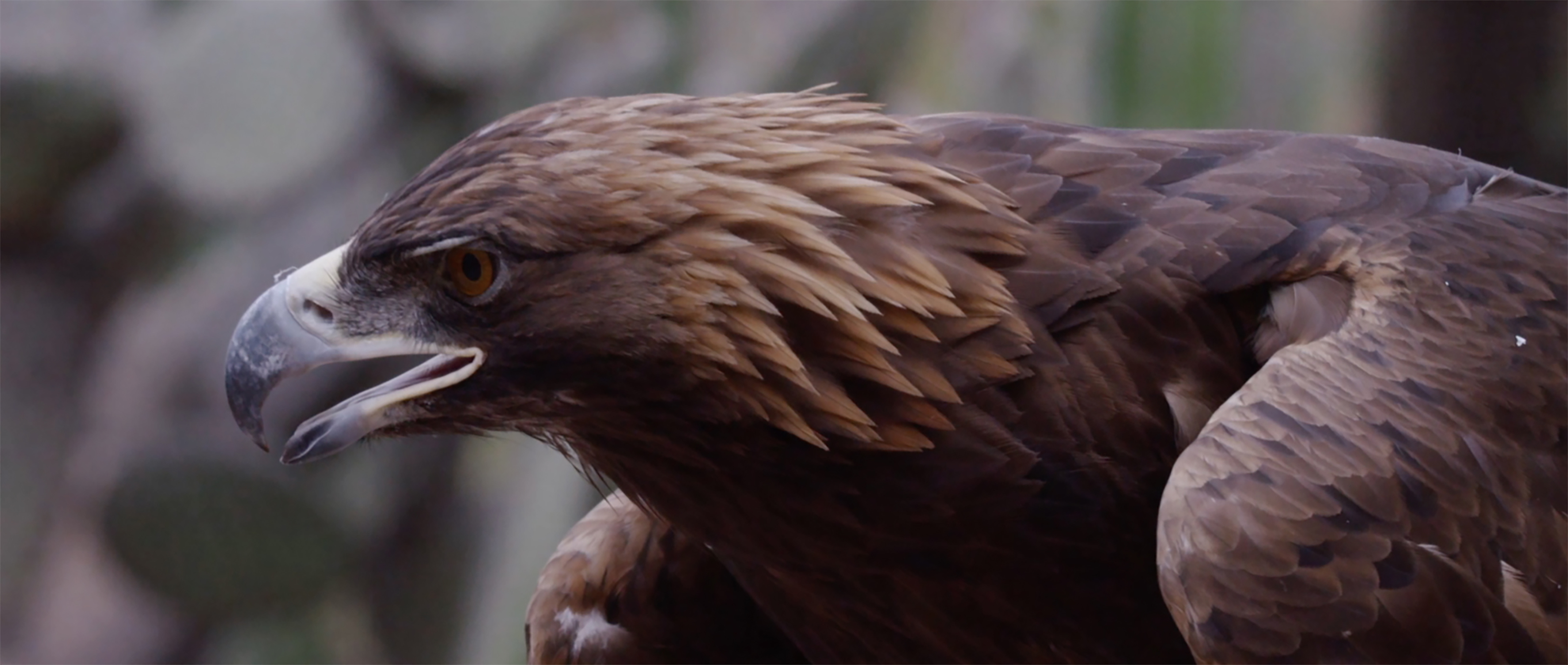 Hallazgo biológico en México: Sierra de Juárez en Tecate, Baja ...