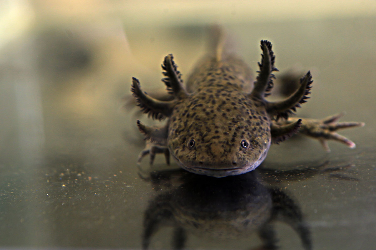 Comprueban científicos extinciones masivas de anfibios en América ...
