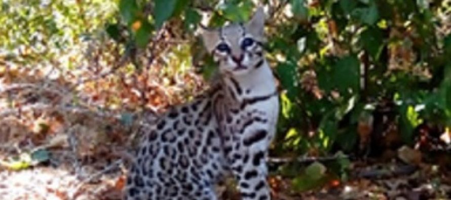 Liberan ocelote (Leopardus pardalis) y dos linces (Lynx rufus) en ...