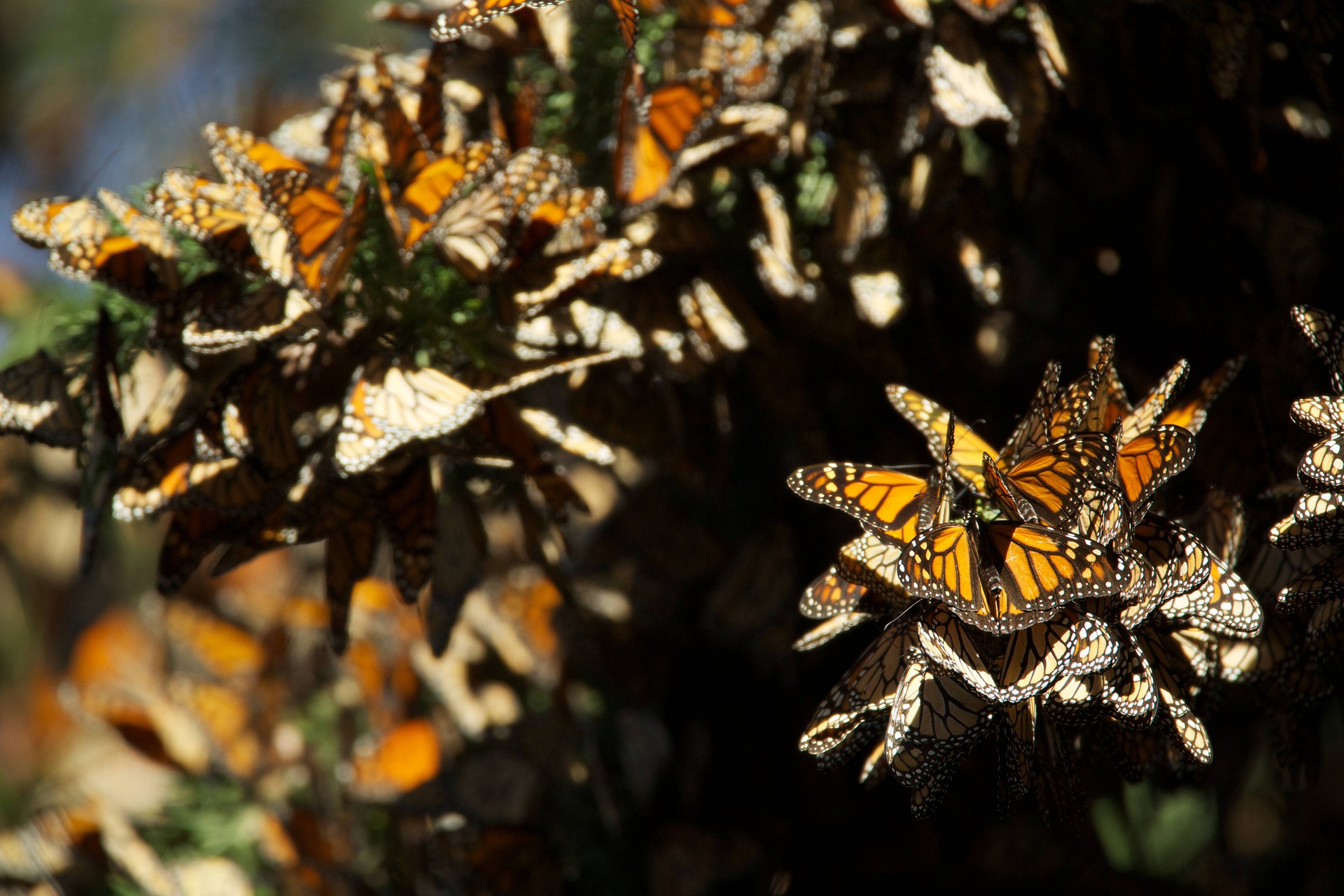 Los bosques de oyamel y pino reciben la visita de la Monarca – México ...