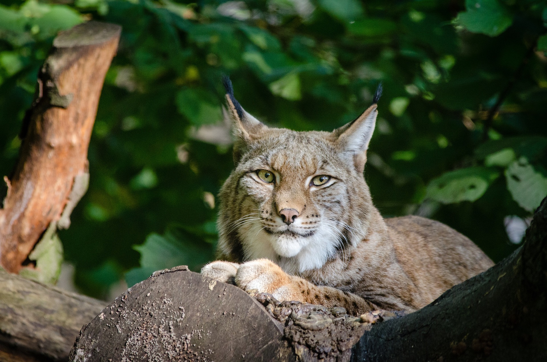 España se queda por primera vez sin fondos europeos para el lince ...