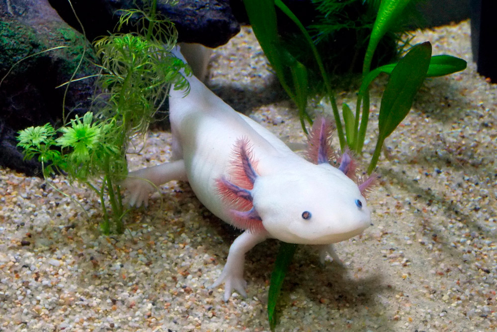 El ajolote de Xochimilco – México Ambiental