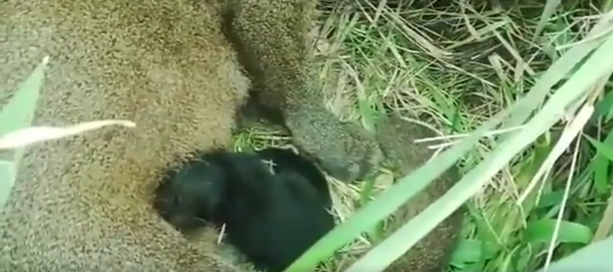 Cría de jaguarundi (Herpailurus yagouaroundi), nace en cautiverio en el ...
