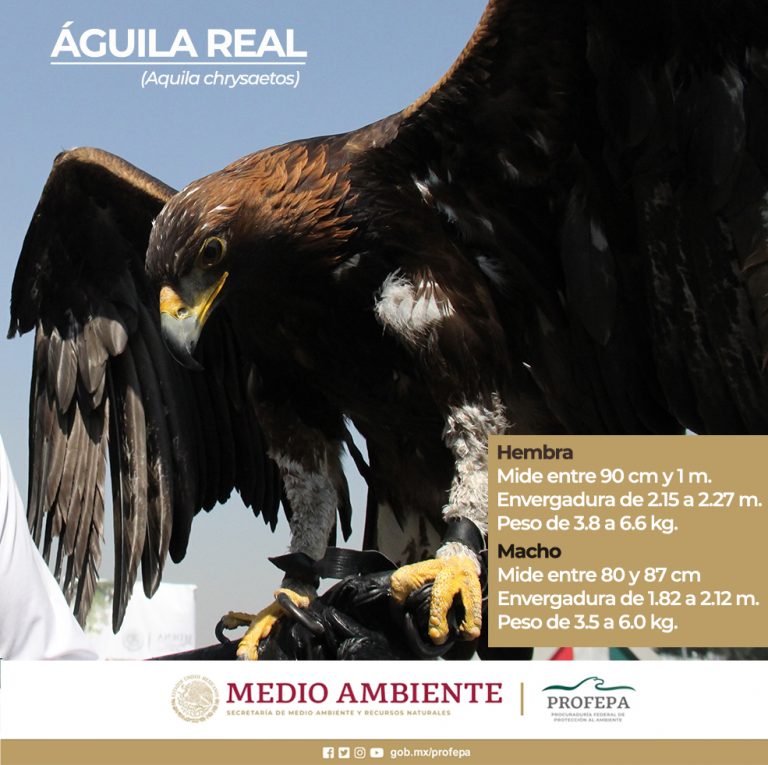 El águila Real Aquila Chrysaetos Es Una Especie Emblemática De