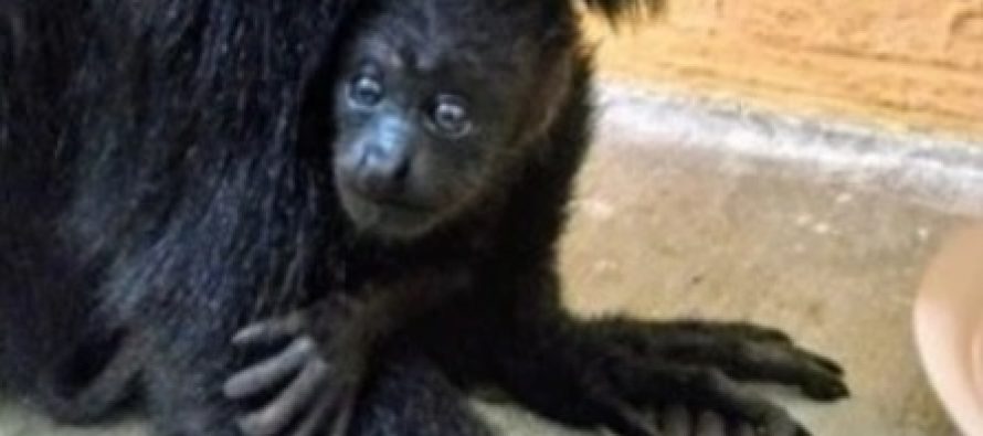 Rescatan dos monos saraguatos (Alouatta pigra) en Palenque, Chiapas ...