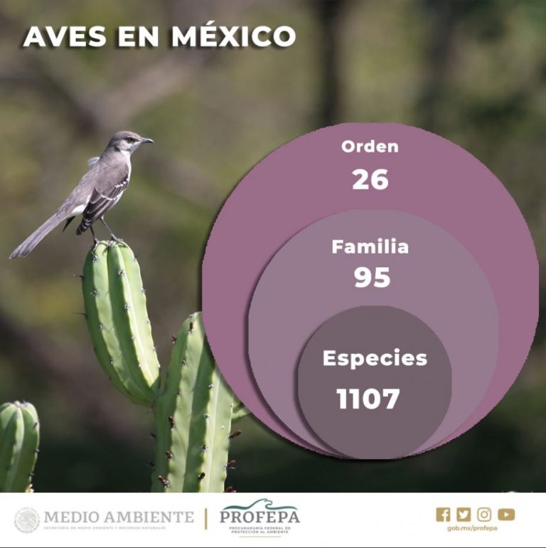 Las aves en México, tienen una gran importancia ecológica y social ...