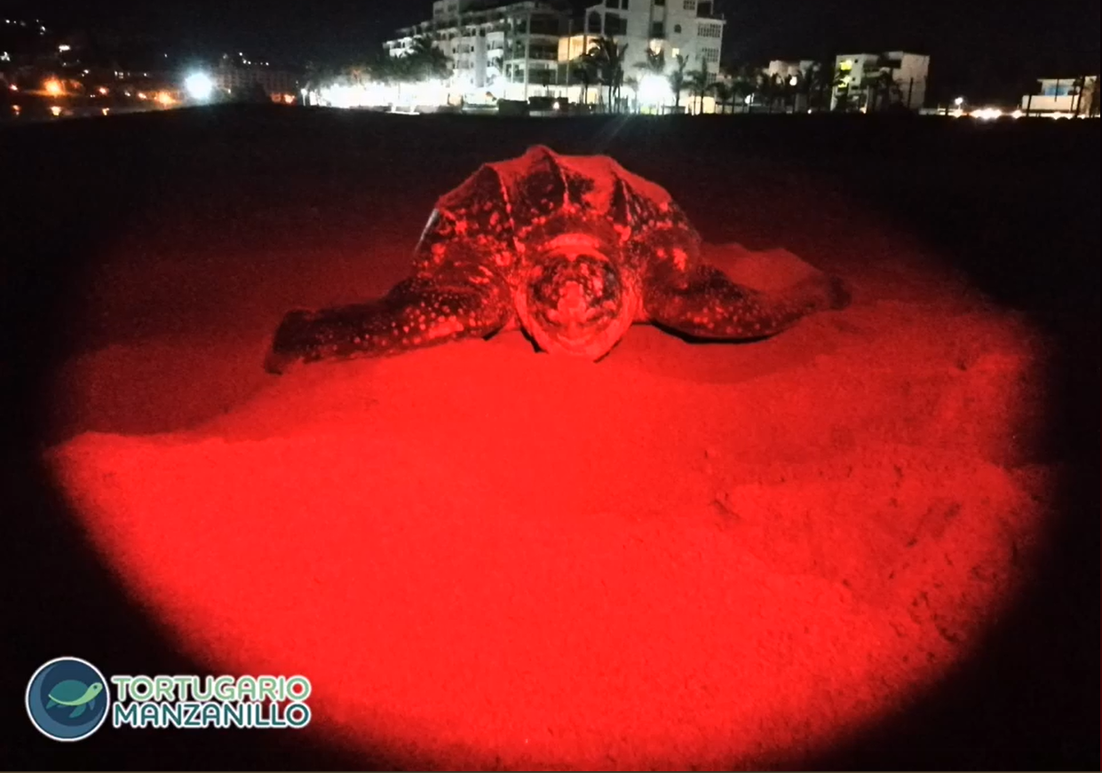 Ejemplar de tortuga laúd (Dermochelys coriácea) desova en playas de ...