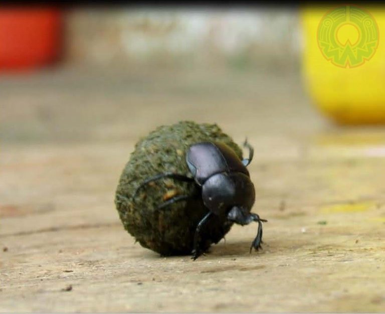 El poder de la caca – México Ambiental