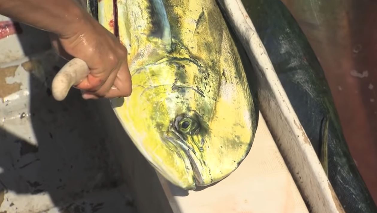 Un pez hecho de oro (Coryphaena hippurus) - México Ambiental
