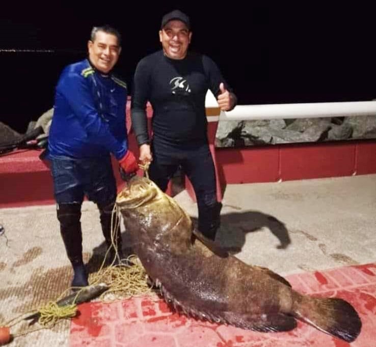 Cría De Mero Goliat Pesca En La Playa Para El Mero Goliat